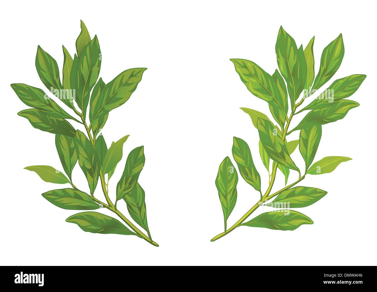 Plante de laurier Banque d'images vectorielles - Alamy