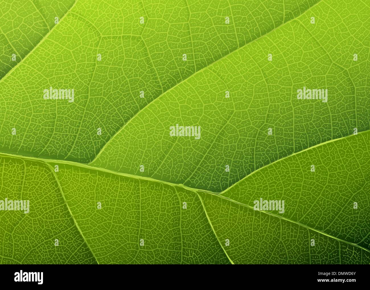 Texture de la feuille verte Banque d'images vectorielles - Alamy
