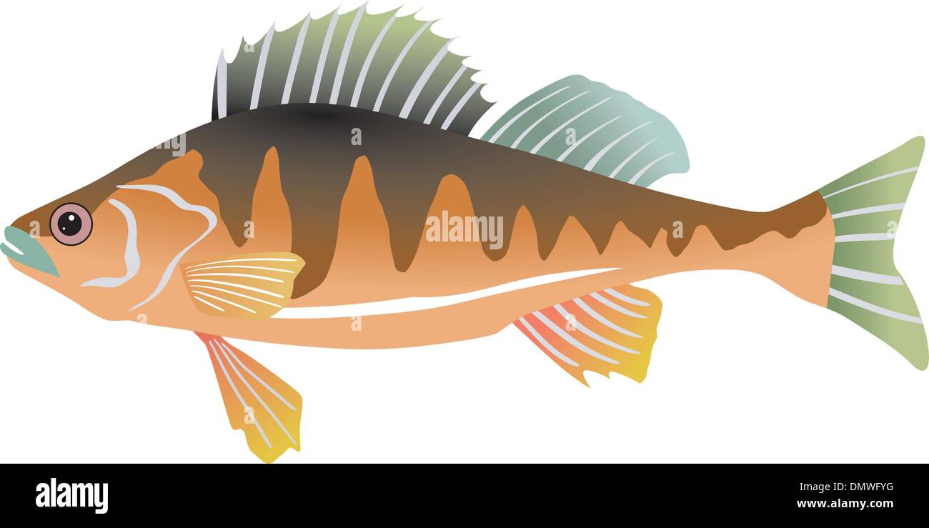Perch fish underwater Banque d'images vectorielles - Alamy