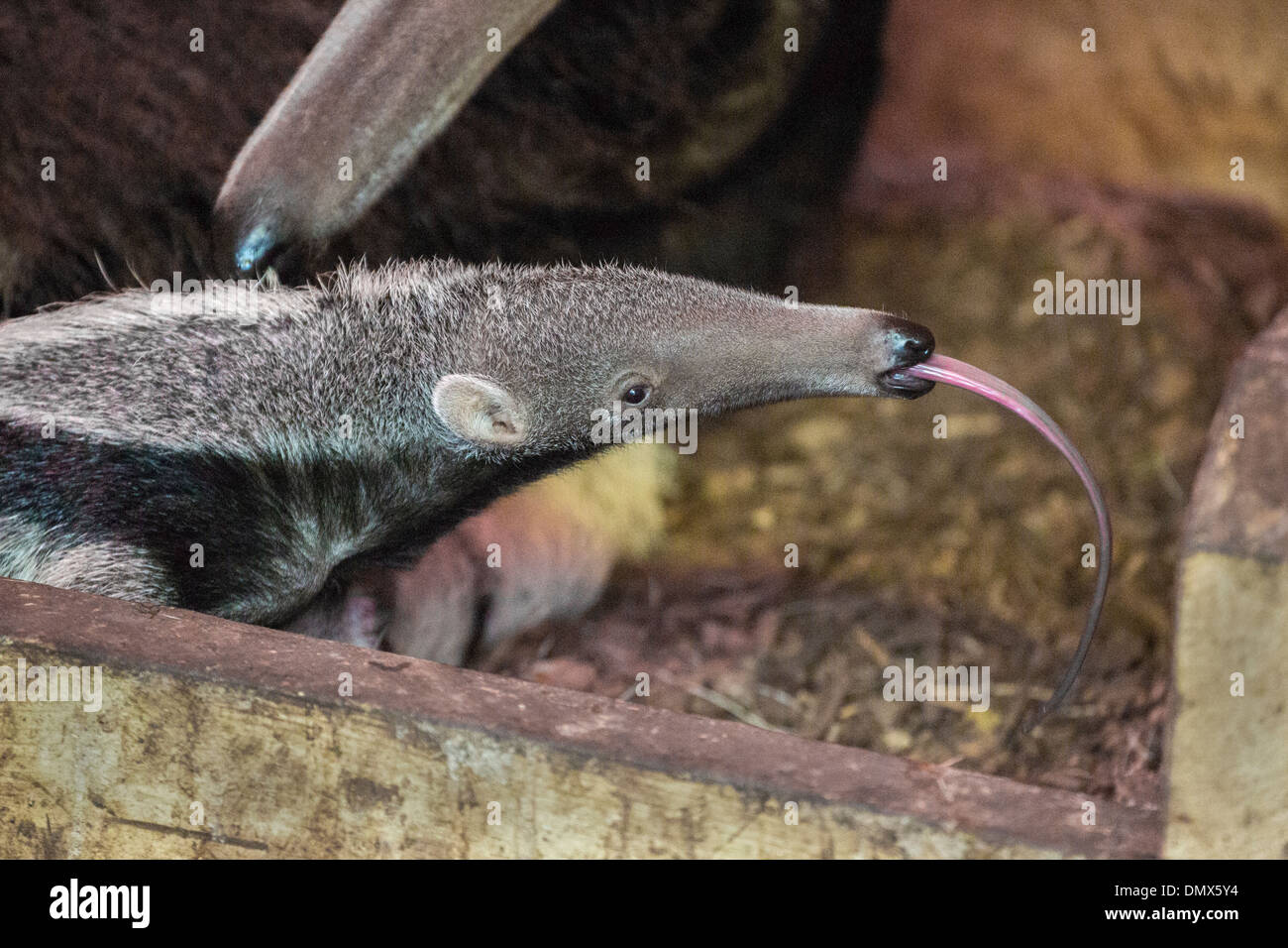 Fourmilier géant myrmecophaga tridactyla Banque de photographies et d ...