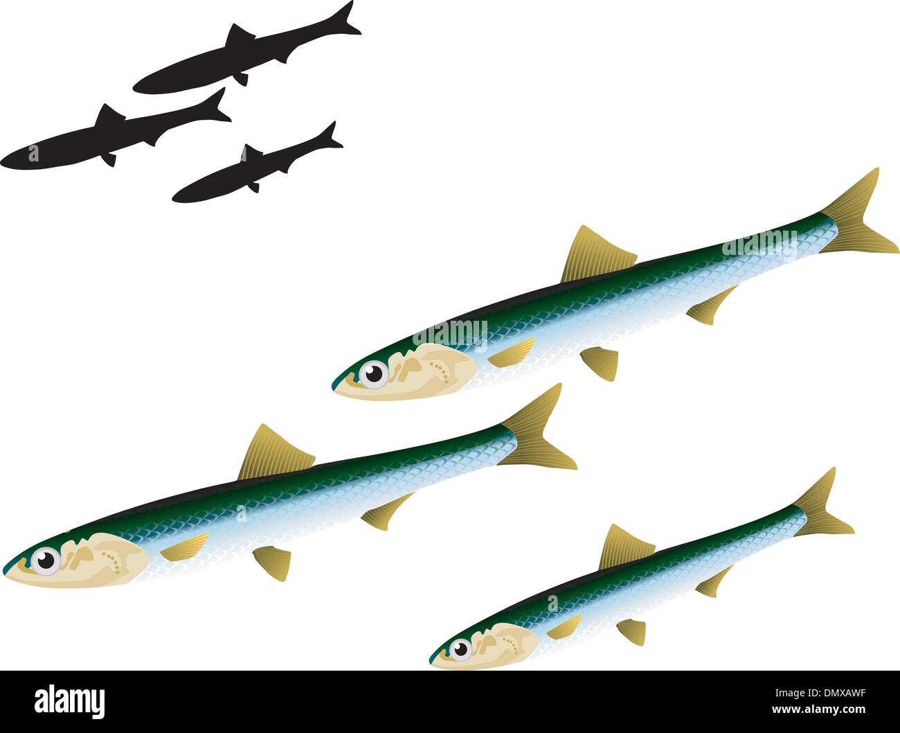 Poissons d'anchois Banque d'images vectorielles - Alamy