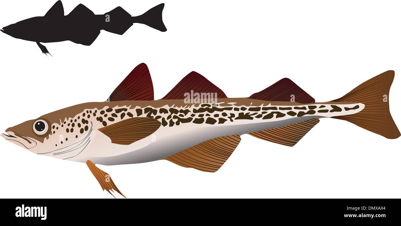 Moi pollack Banque d'images vectorielles - Alamy