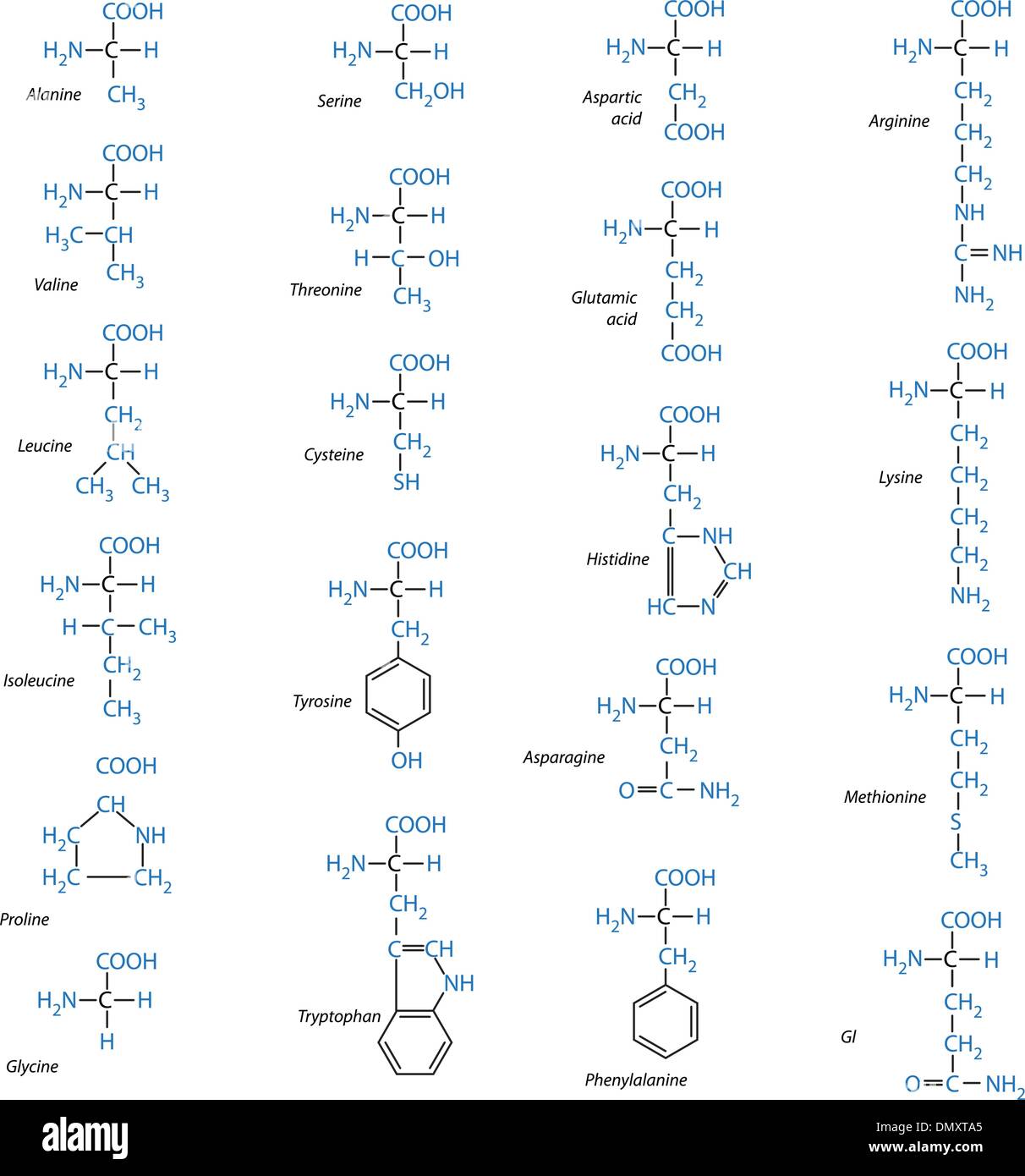 Acides aminés structure Banque de photographies et d’images à haute ...