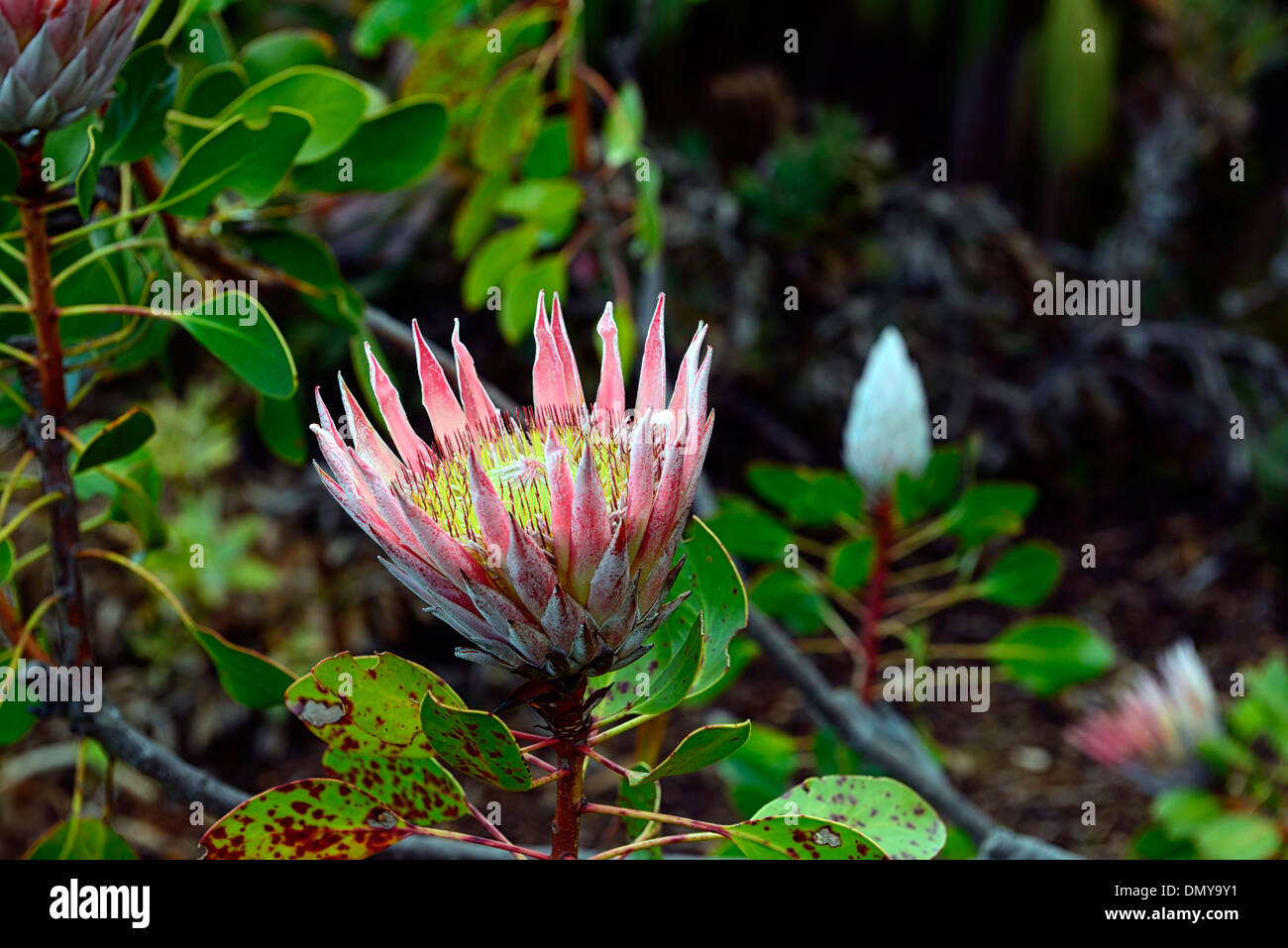 Photo:King Protea PROTEA Protea géant de Fynbos Honeypot King Sugar ...