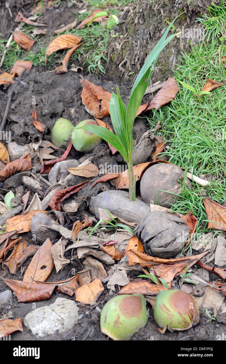 Une noix de coco, fruit du cocotier (Cocos nucifera), groupes et germe ...