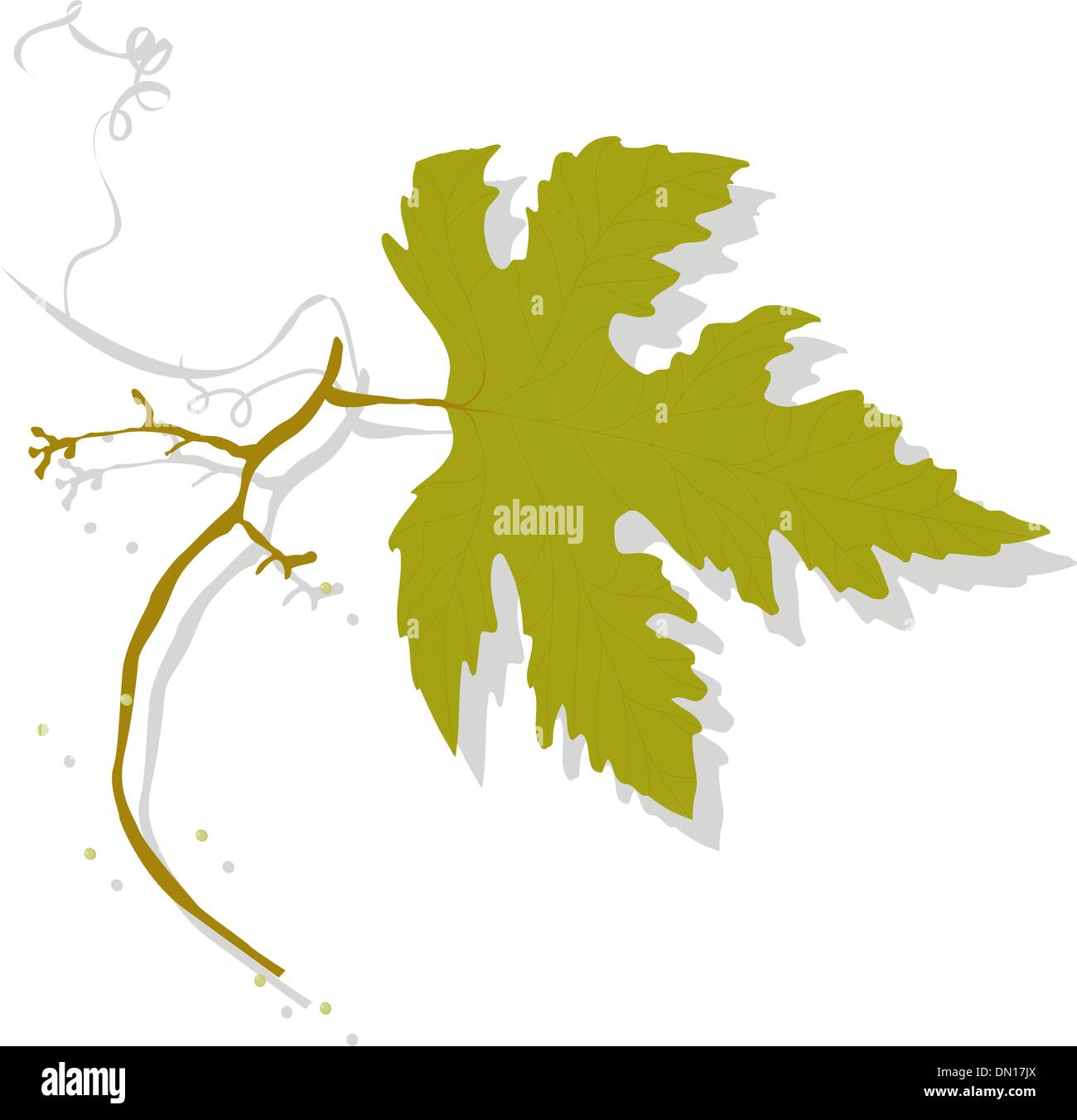 Raisin grappe Banque d'images vectorielles - Alamy