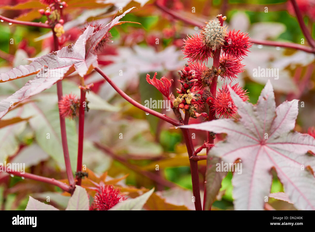 Ricin Poison Banque d'image et photos - Alamy