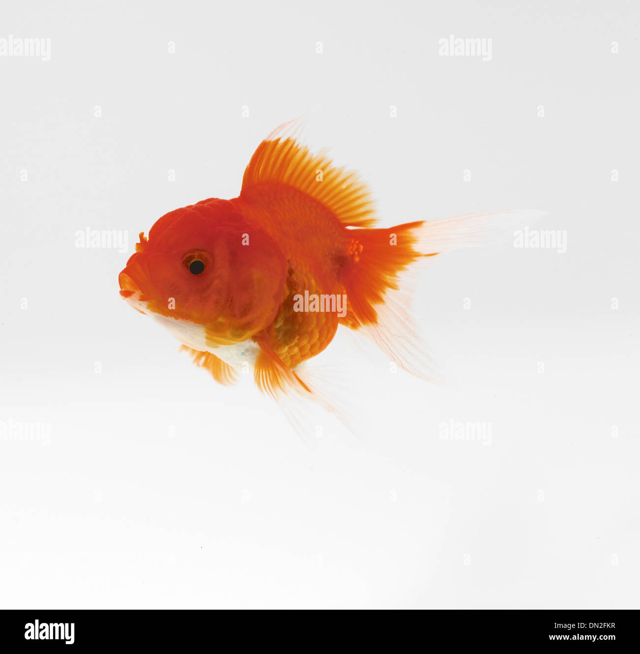 Poisson rouge oranda Banque de photographies et d’images à haute ...