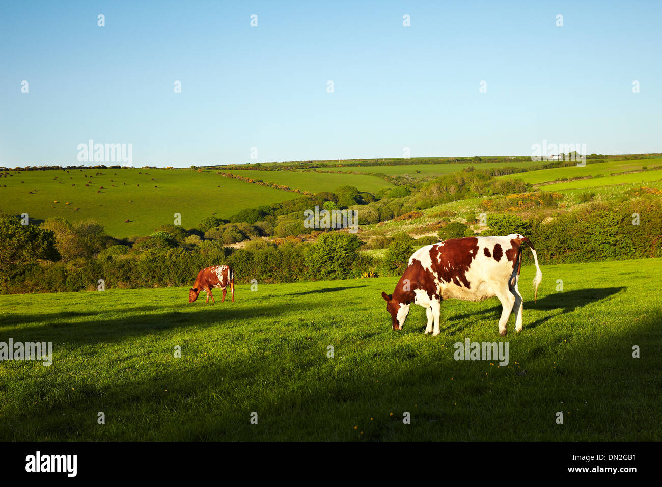 Vaches broutant au coucher du soleil Banque de photographies et d ...