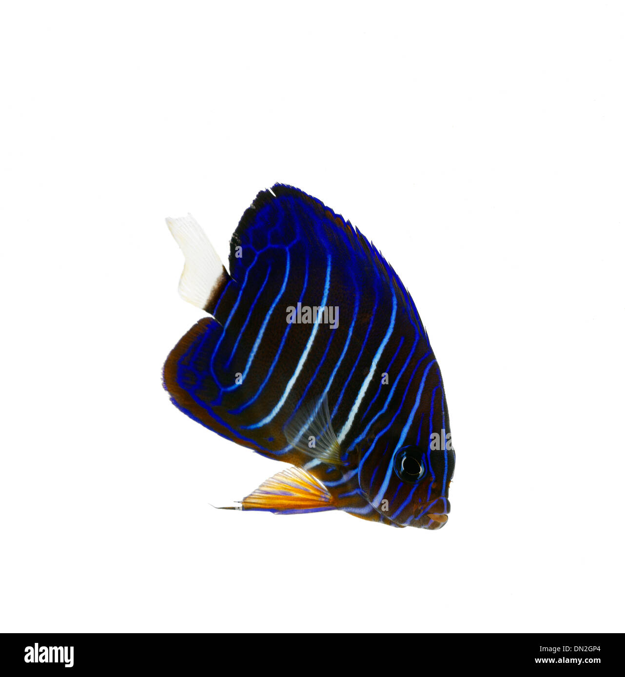 Marine angel fish Banque de photographies et d’images à haute ...