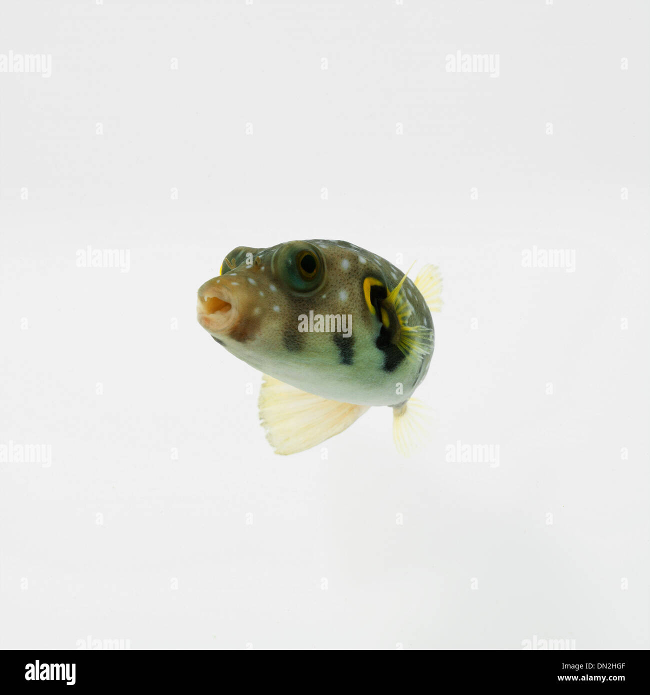 Poisson Ballon Banque d'image et photos - Alamy