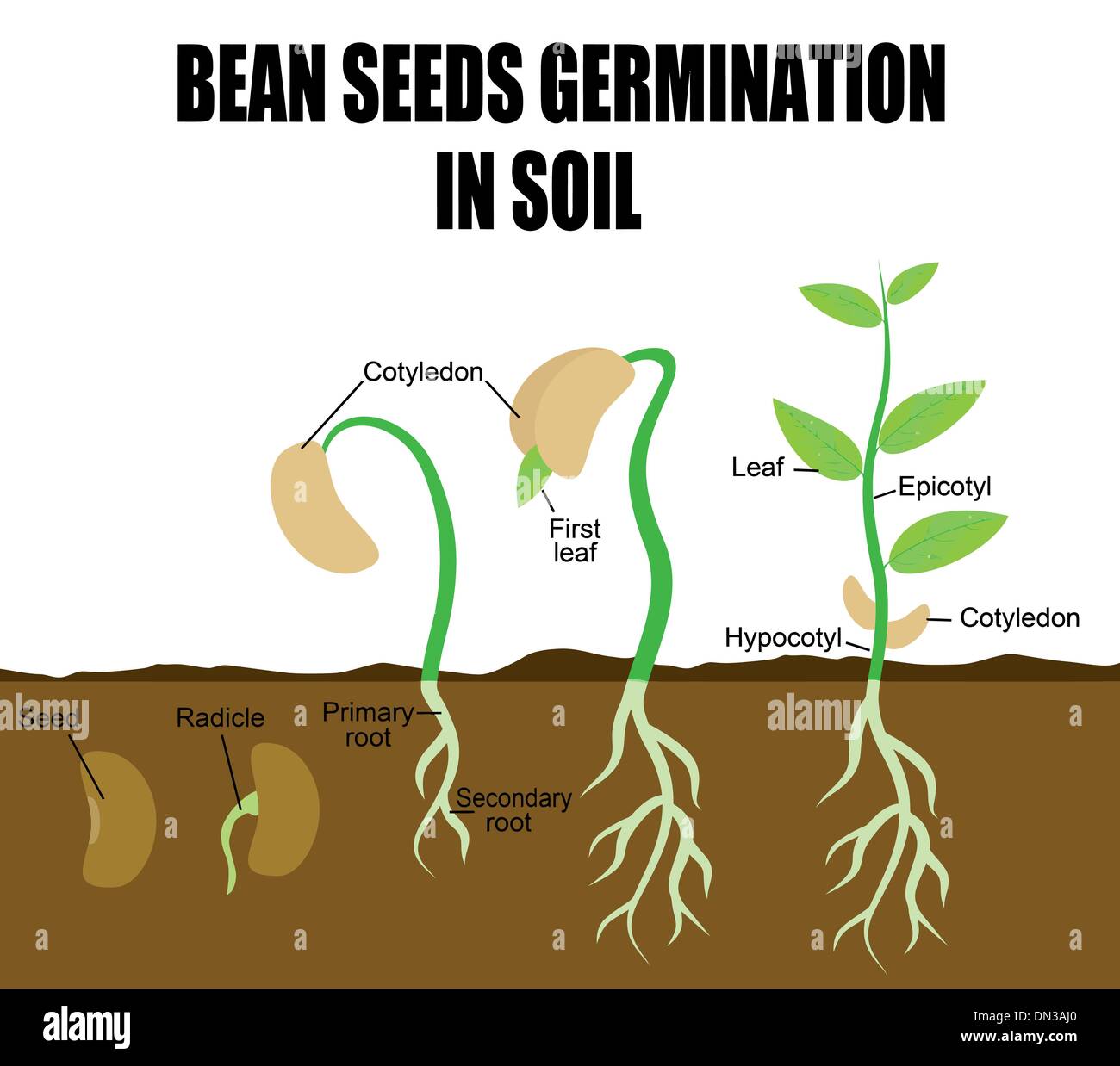 La germination de graines de haricots de séquence Image Vectorielle ...