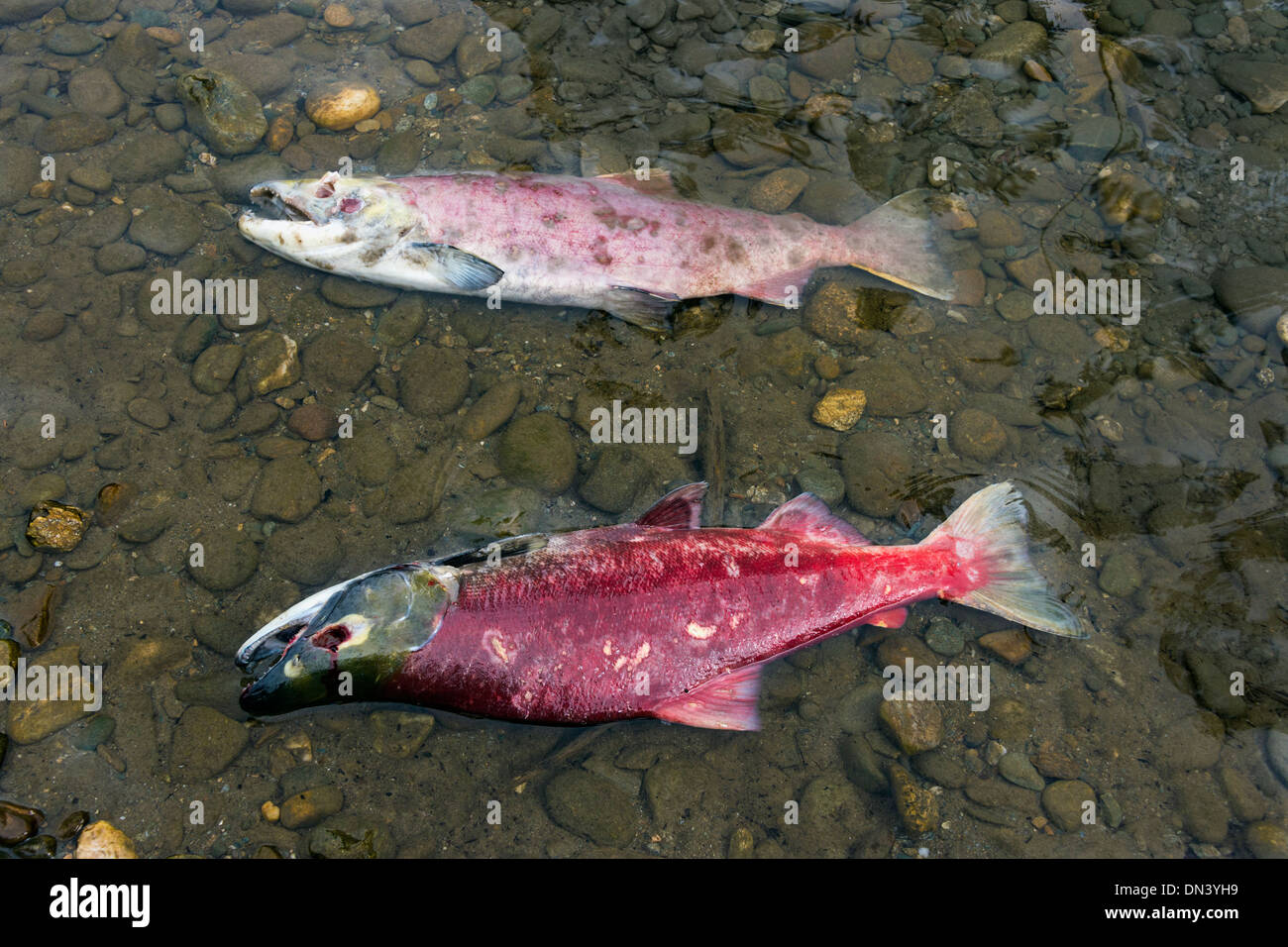 Dead salmon Banque de photographies et d’images à haute résolution - Alamy
