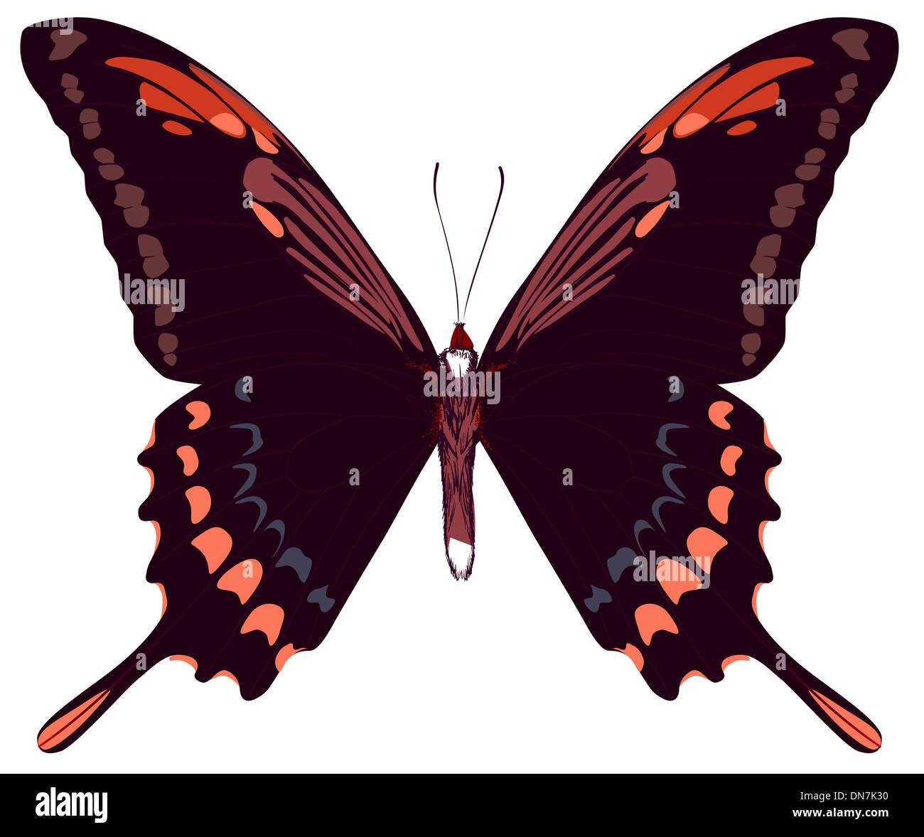 Papillon rouge Banque d'images vectorielles - Alamy
