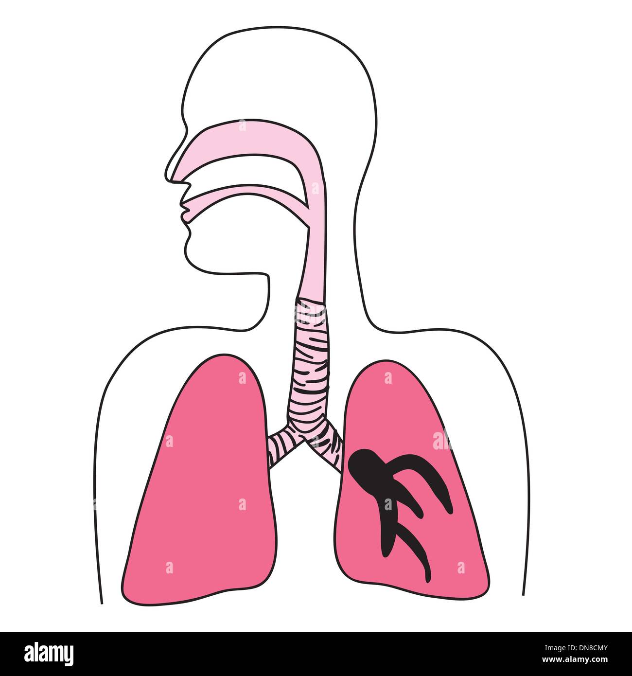 Système respiratoire homme Banque de photographies et d’images à haute ...