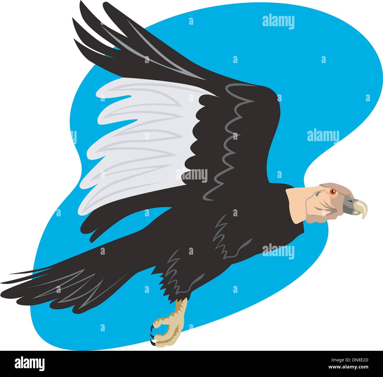 Flying condor Banque d'images vectorielles - Alamy