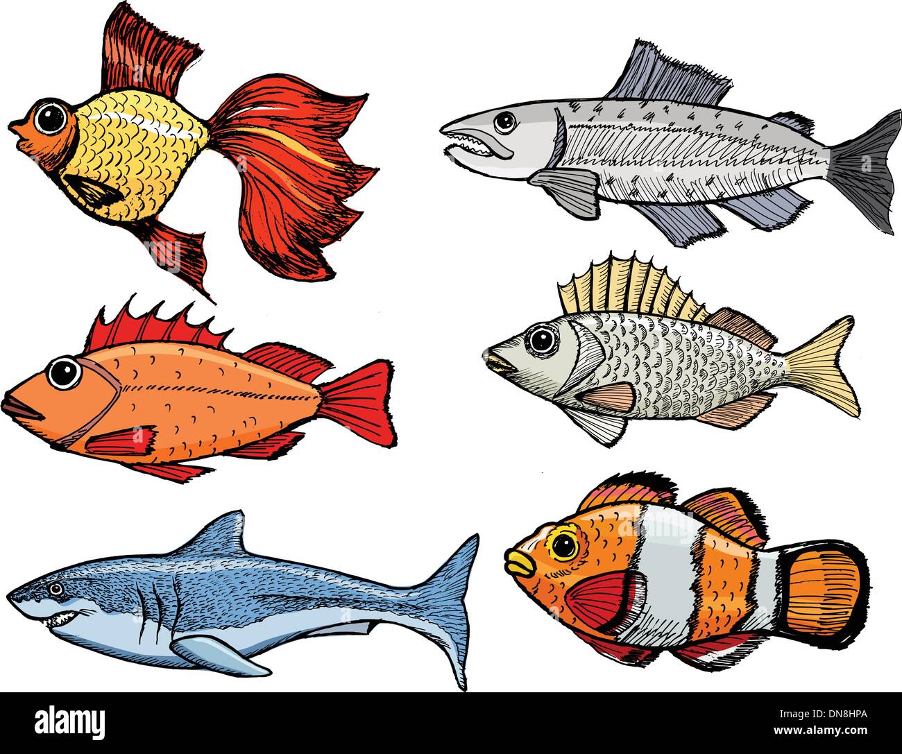 Sortes de poissons Banque d'images vectorielles - Alamy