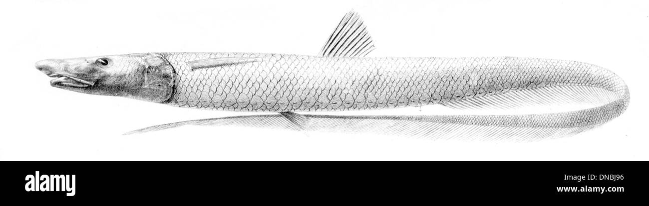 Aldrovandia phalacra est une espèce de poisson-râteau que l'on trouve ...