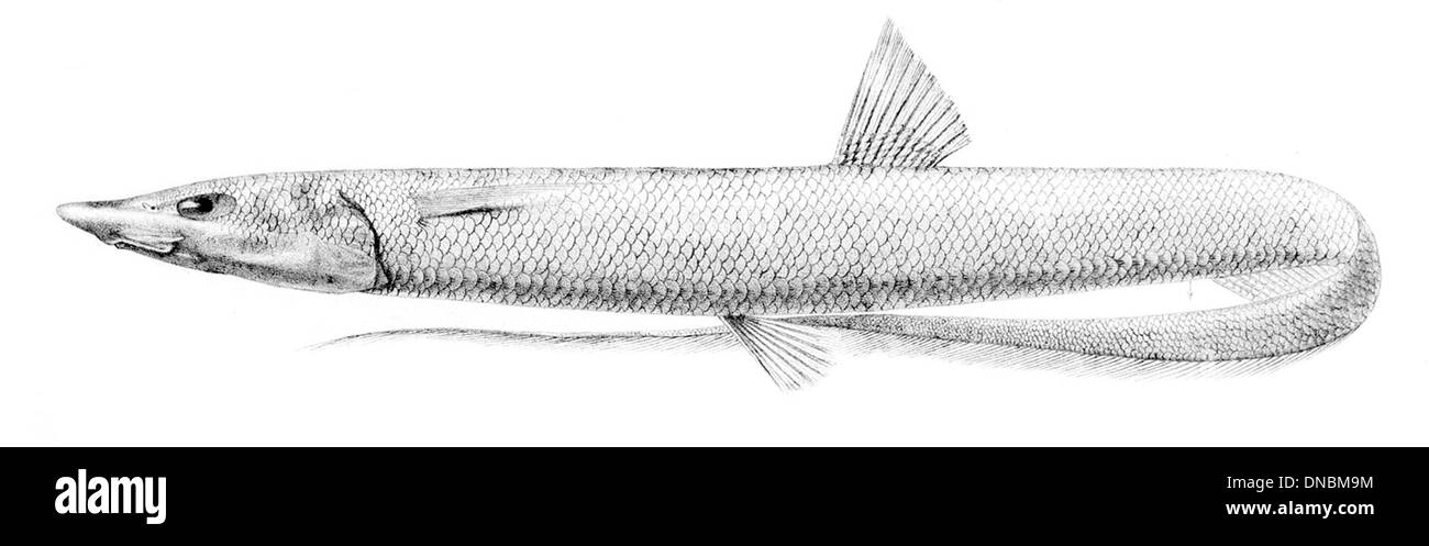 Halosaurus ovenii est une espèce de poisson d'eau profonde que l'on ...