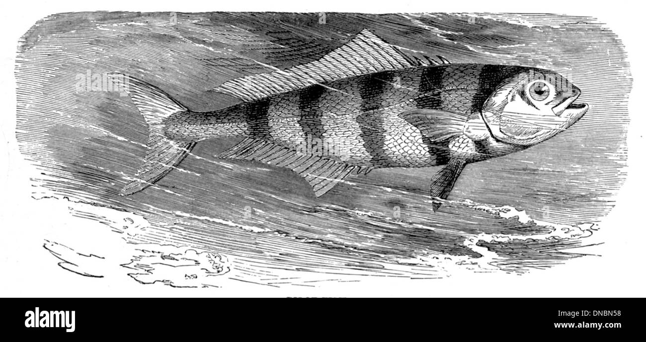 Naucrates ductor, ou le poisson pilote, est une espèce de poisson ...