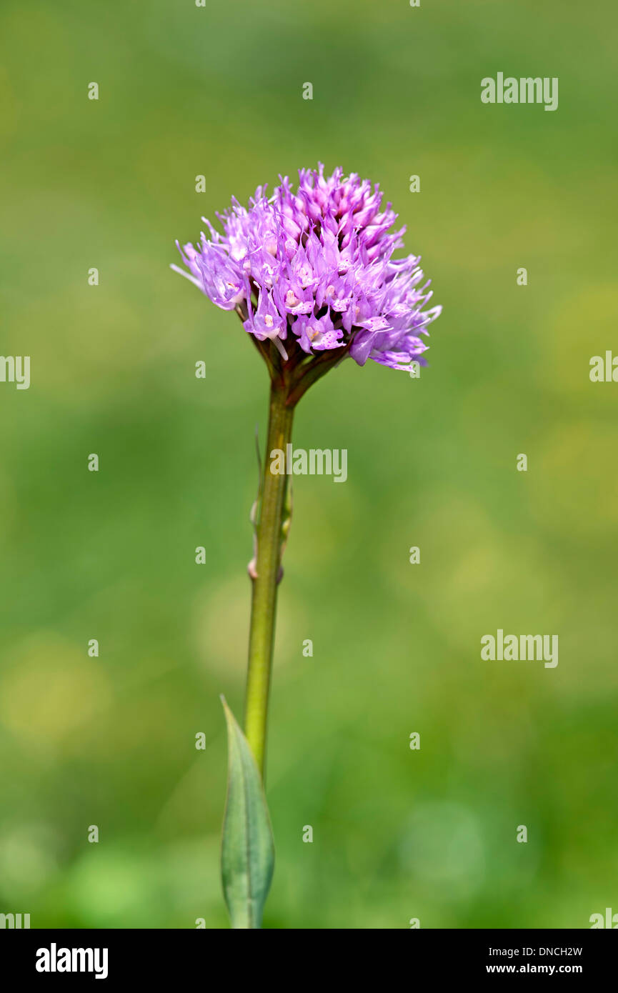 Buddleia or buddleja globosa Banque de photographies et d’images à ...