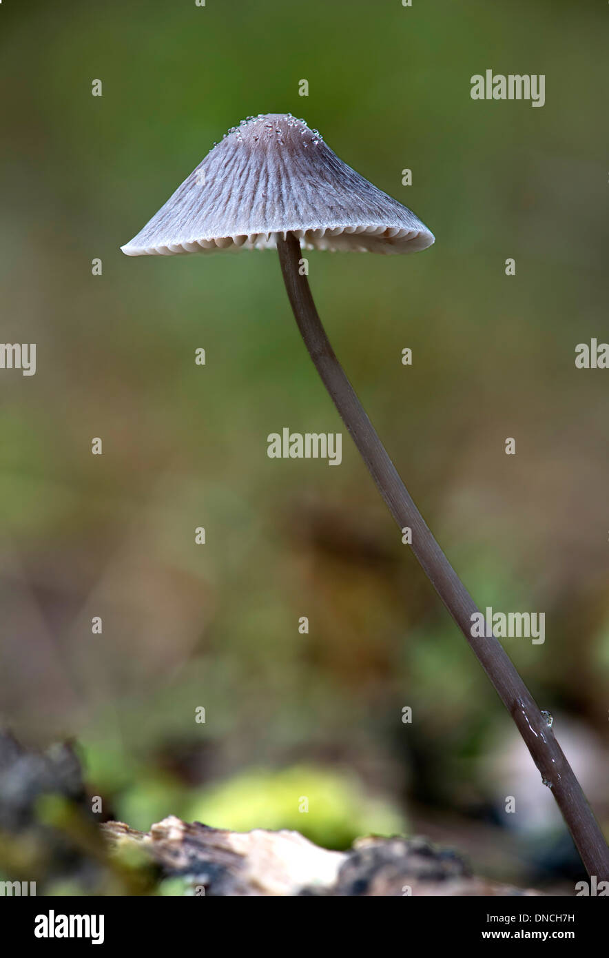 Champignons comestibles violet Banque de photographies et d’images à ...