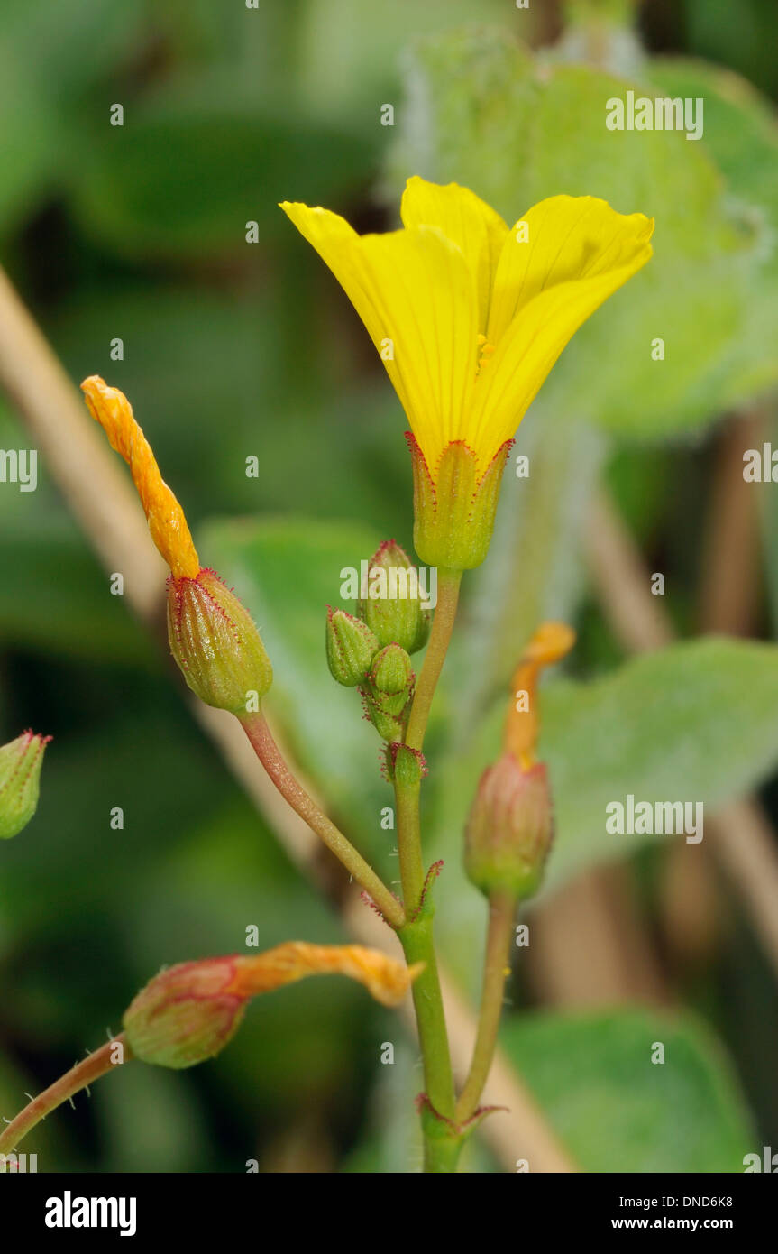 Bog st johns wort Banque de photographies et d’images à haute ...