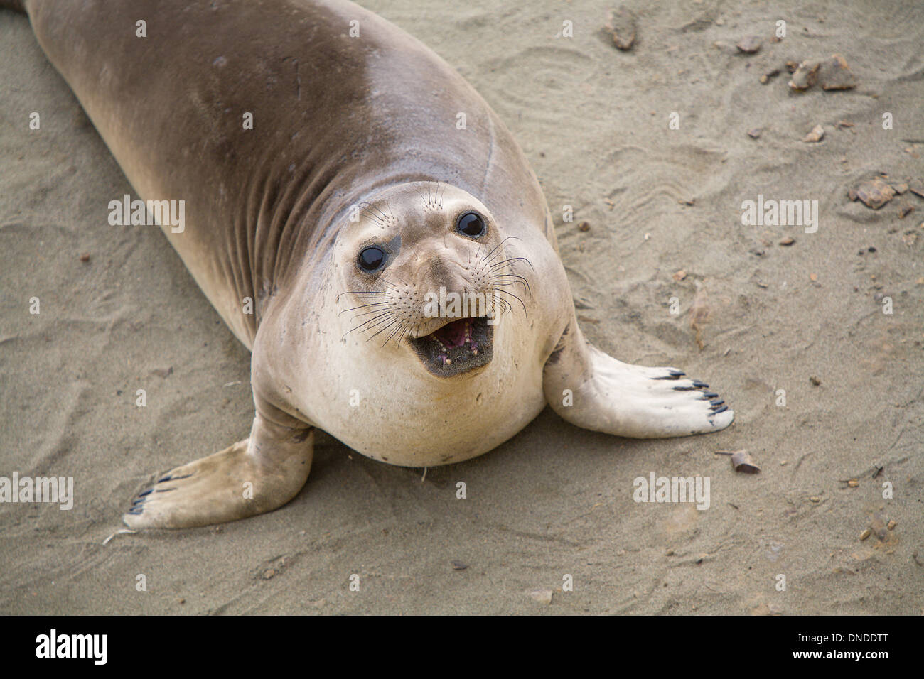 éléphant de mer sur la plage Banque de photographies et d’images à ...