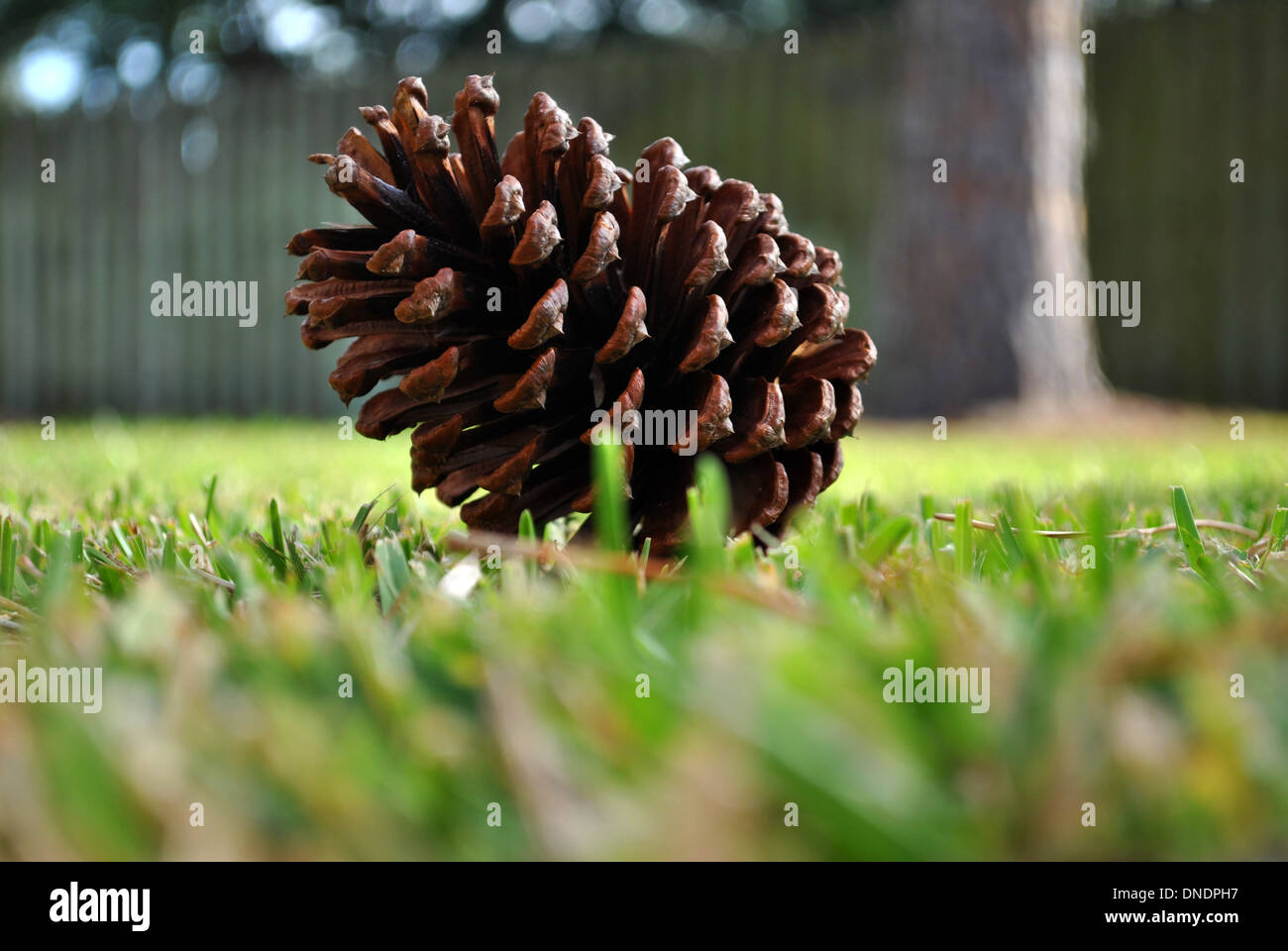 Graines de sapin Banque de photographies et d’images à haute résolution ...