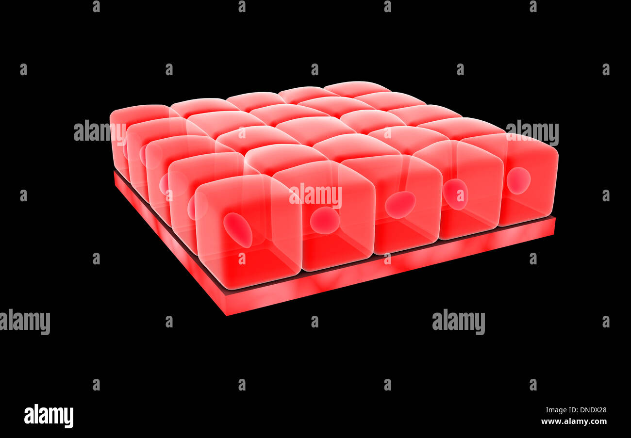Cuboidal epithelium Banque de photographies et d’images à haute ...