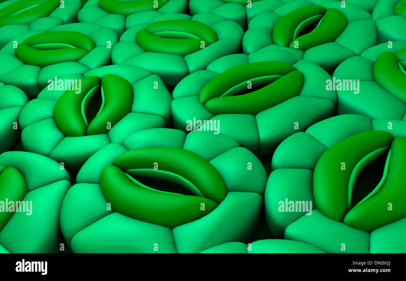 Stomate Or Stoma Or Stomates Or Stomata Banque d'image et photos - Alamy