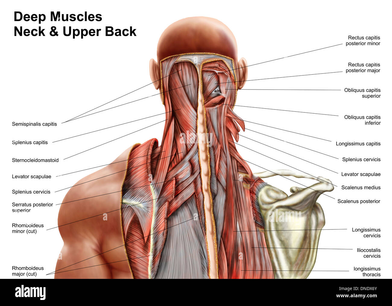 L'anatomie humaine montrant des muscles dans le cou et le haut du dos ...