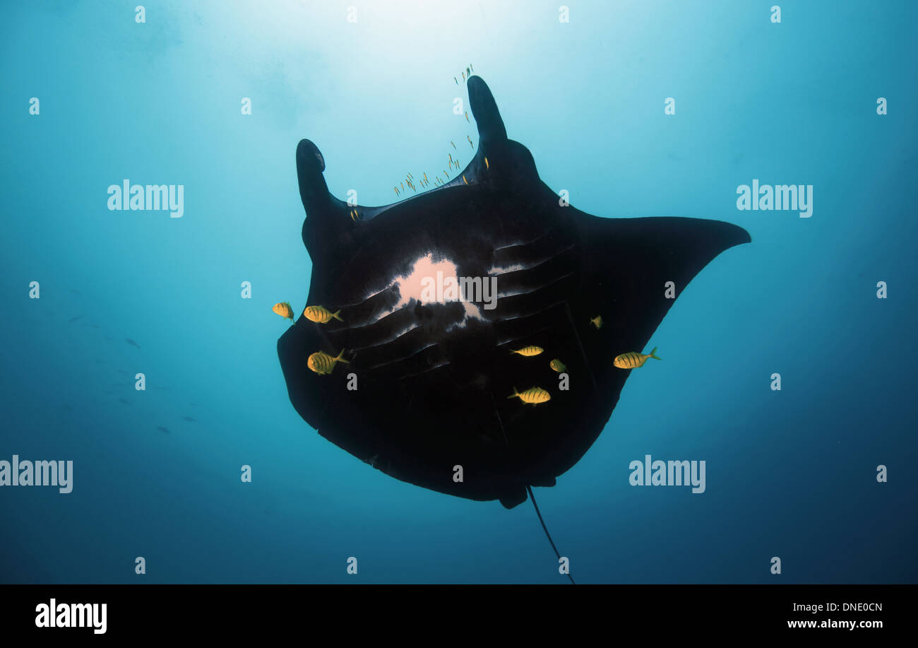 Manta noire Banque de photographies et d’images à haute résolution - Alamy