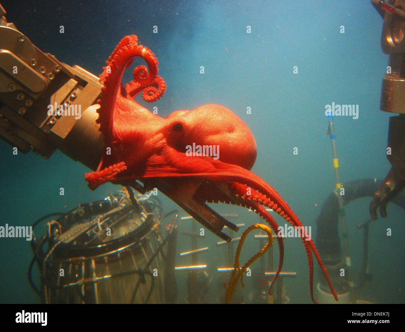 Benthoctopus fait référence à un genre de poulpes que l'on trouve dans ...