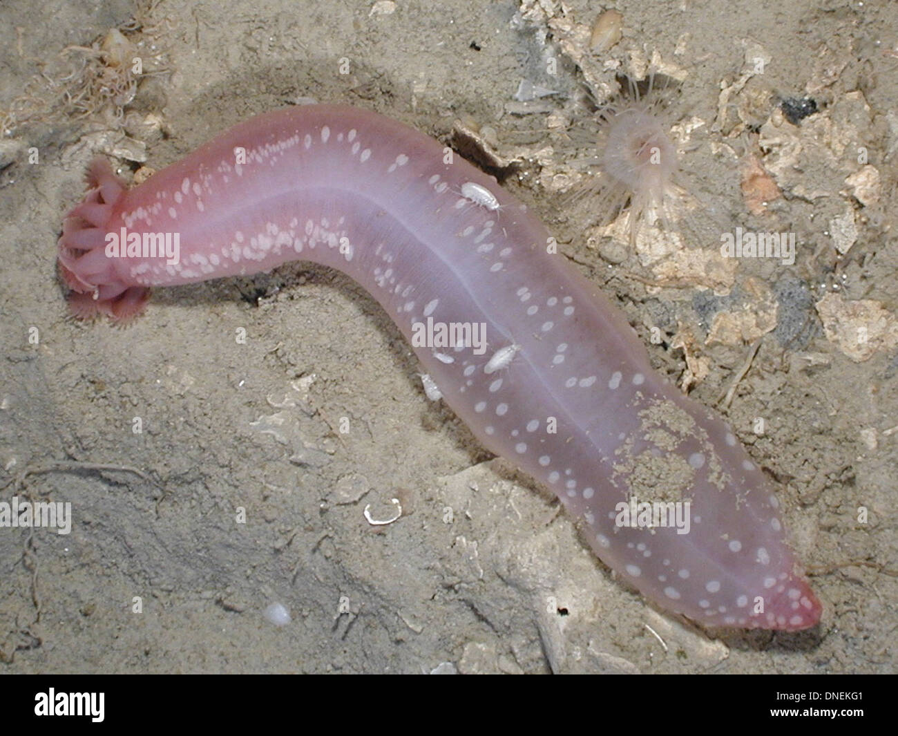 Chiridota heheva est une espèce de concombre de mer que l'on trouve ...