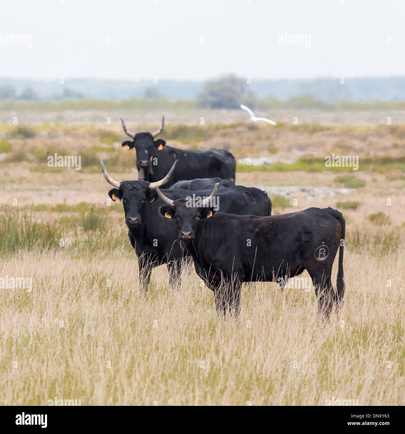 Camargue dans le delta du fleuve Rhône, près d'Arles, France, Europe ...