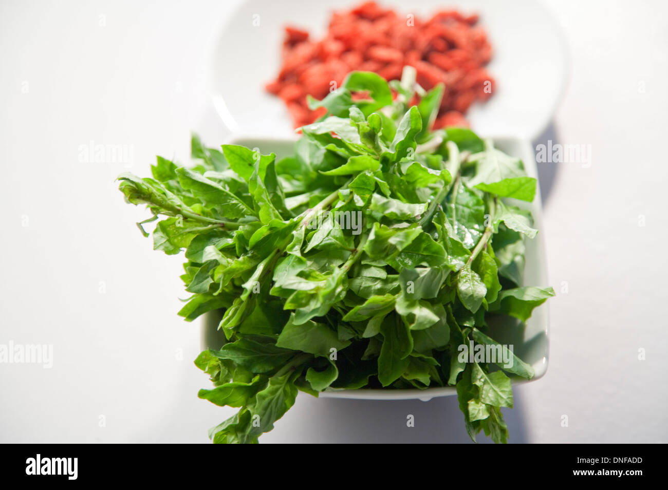 Wolf berry Banque de photographies et d’images à haute résolution - Alamy