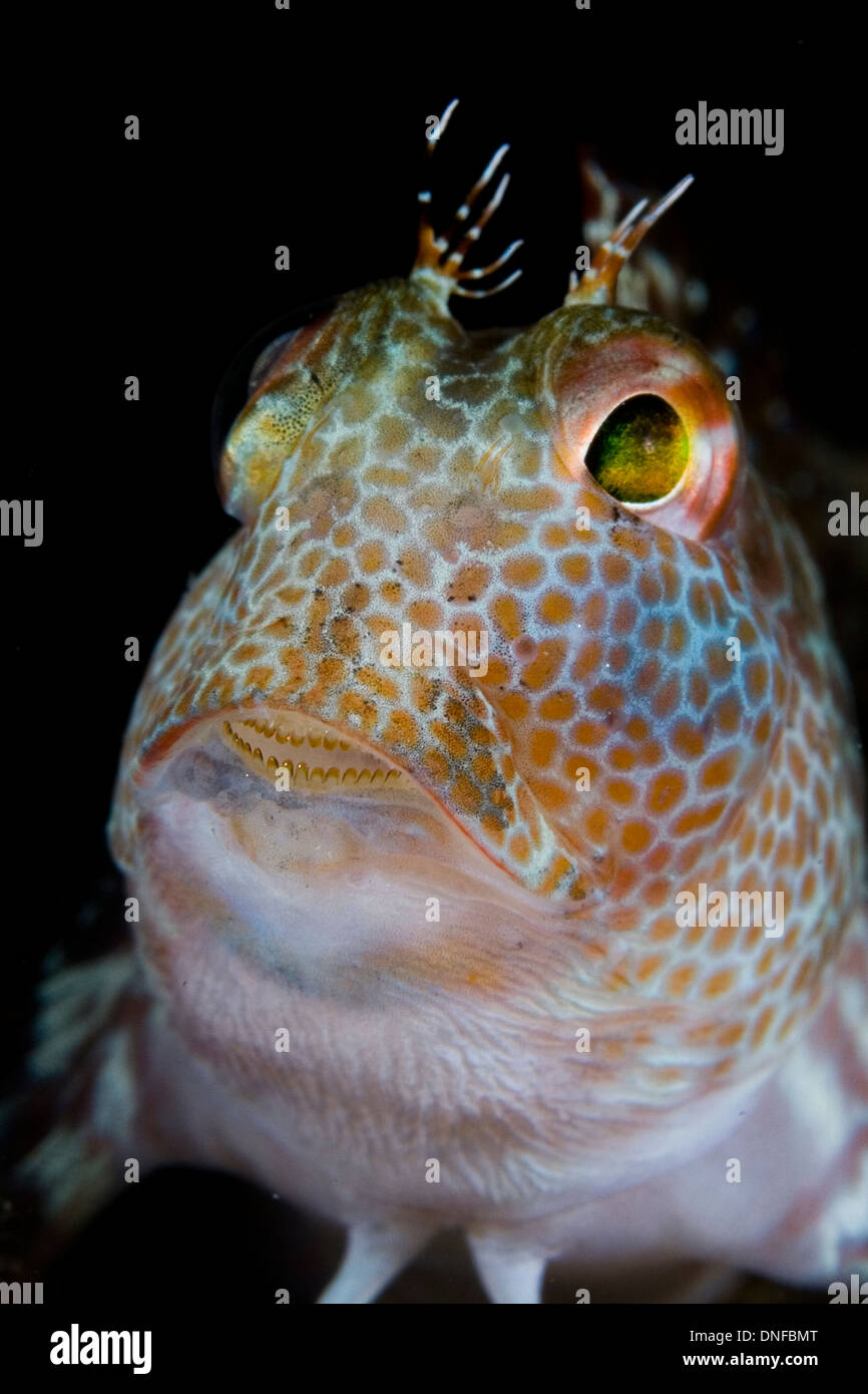 Poisson portrait Banque de photographies et d’images à haute résolution ...