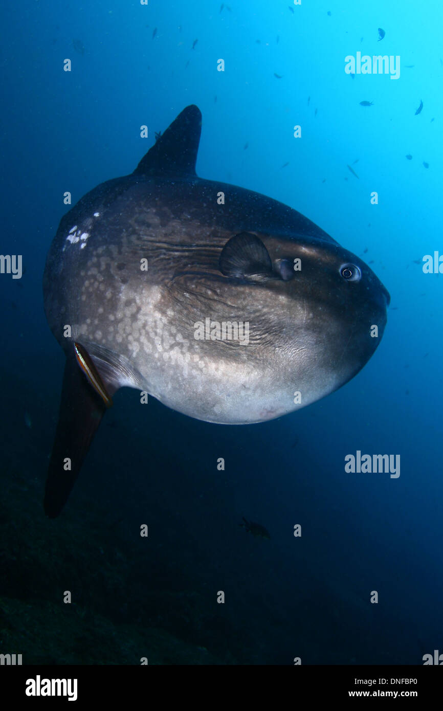 Poisson-lune (Mola mola) est un poisson énorme et rare dans nos mers et ...