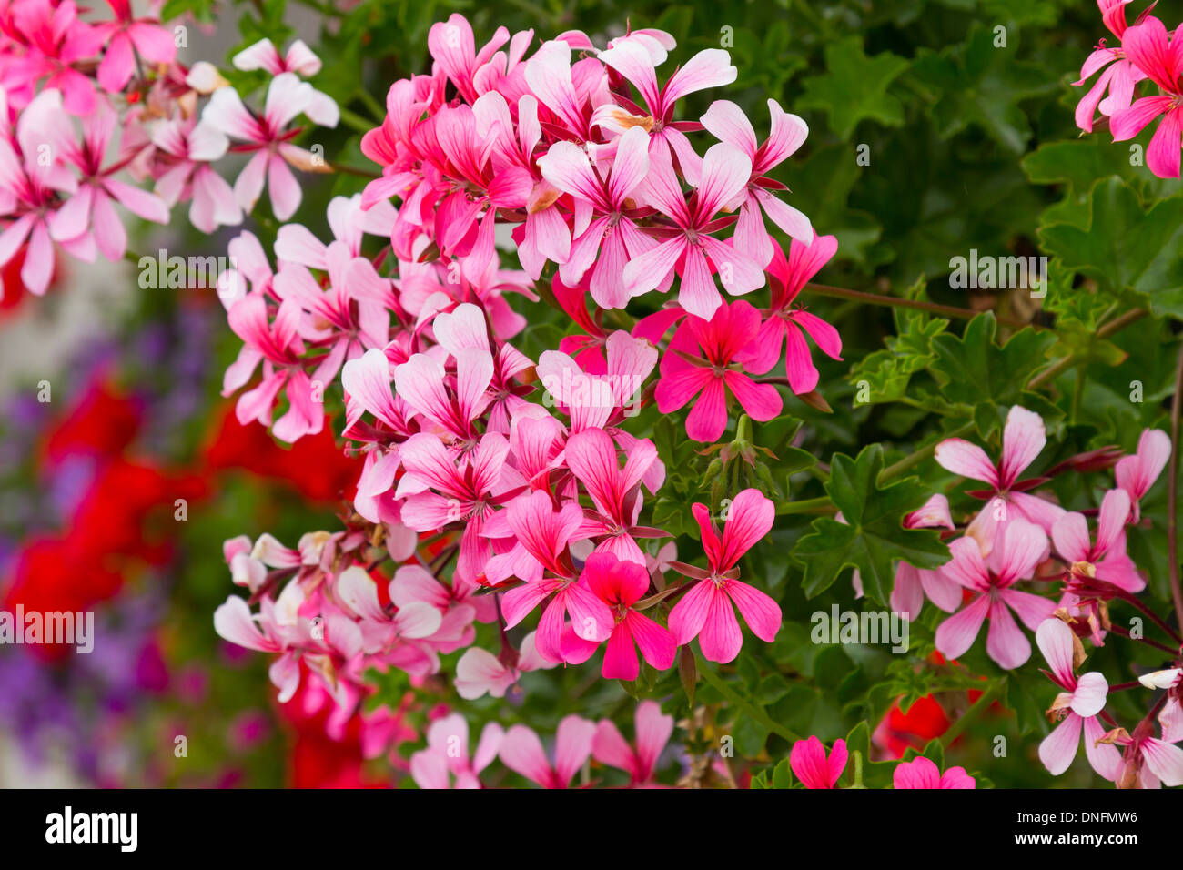 Des feuilles de lierre ou de géranium Pelargonium peltatum géranium en ...
