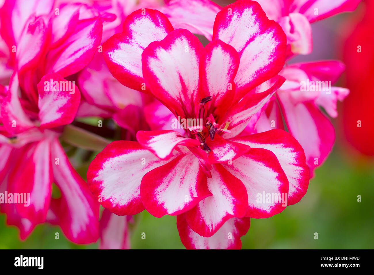 Géranium lierre Banque de photographies et d’images à haute résolution ...