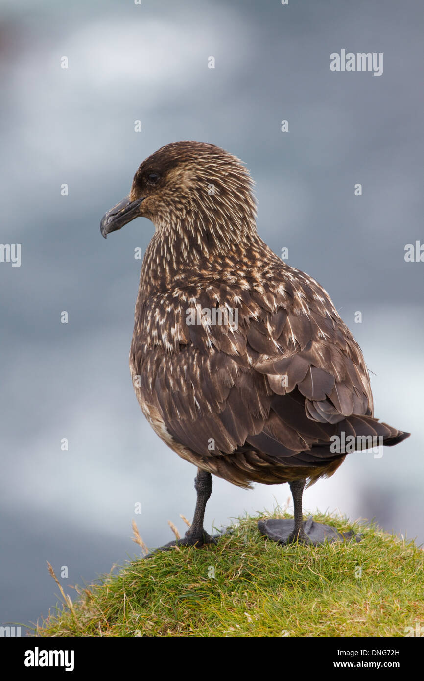 Oiseau labbe Banque de photographies et d’images à haute résolution - Alamy