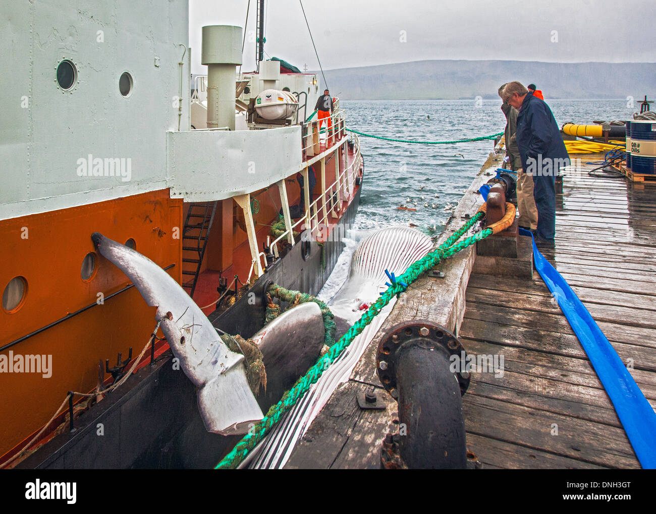 L'ARRIVÉE DE LE BALEINIER HVALUR À LA STATION BALNÉAIRE DE HVALFJORDUR ...