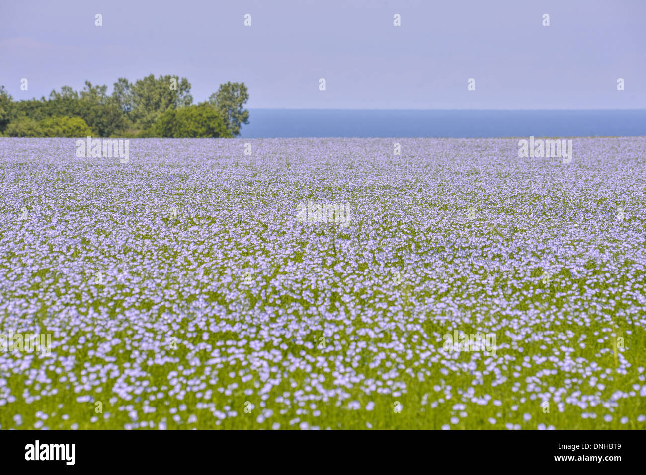 Un CHAMP DE LIN PAR LA MER, BAIE DE SOMME, FRANCE Photo Stock - Alamy