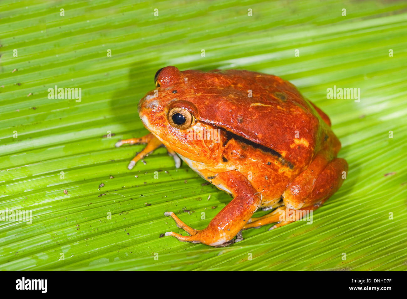 Crapaud rouge de madagascar Banque de photographies et d’images à haute ...