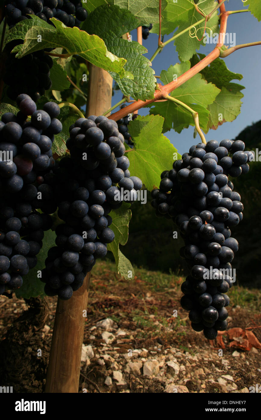 Syrah grape Banque de photographies et d’images à haute résolution - Alamy