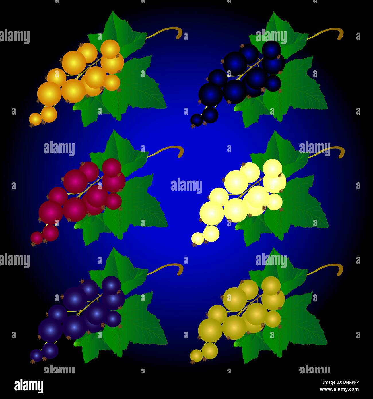 Le vecteur illustration d'une groseille de couleurs différentes est ...