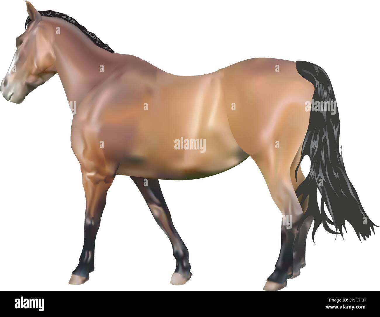 Cheval marron avec bride Banque d'images détourées - Alamy