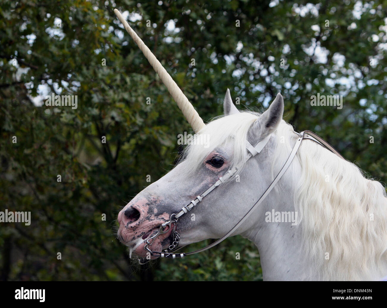 Cheval Licorne Banque d'image et photos - Alamy