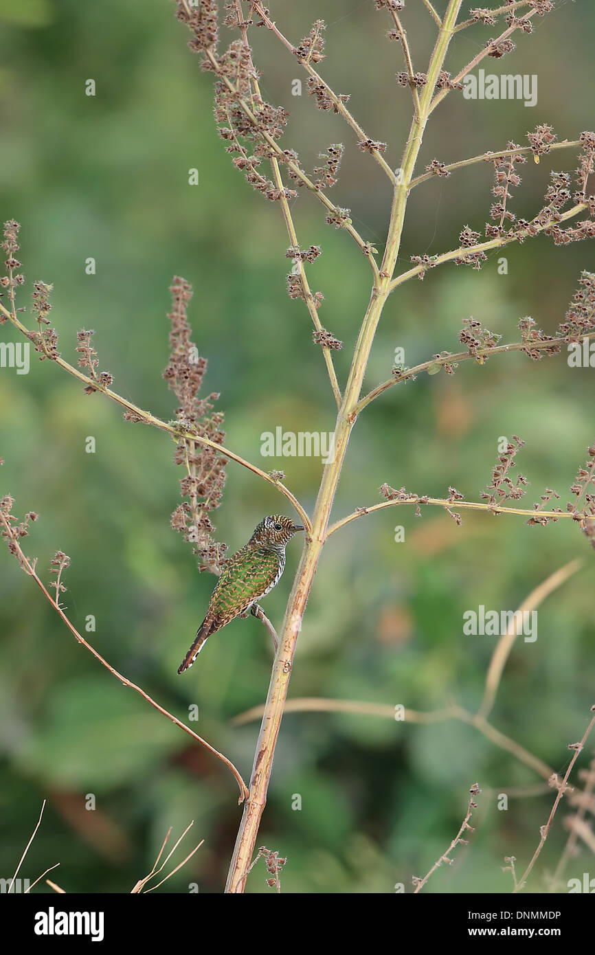 Klaas cuckoo Banque de photographies et d’images à haute résolution - Alamy